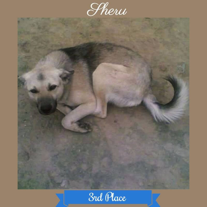 Meet PETA's 2017 'Cutest Indian Dog Alive' Winners