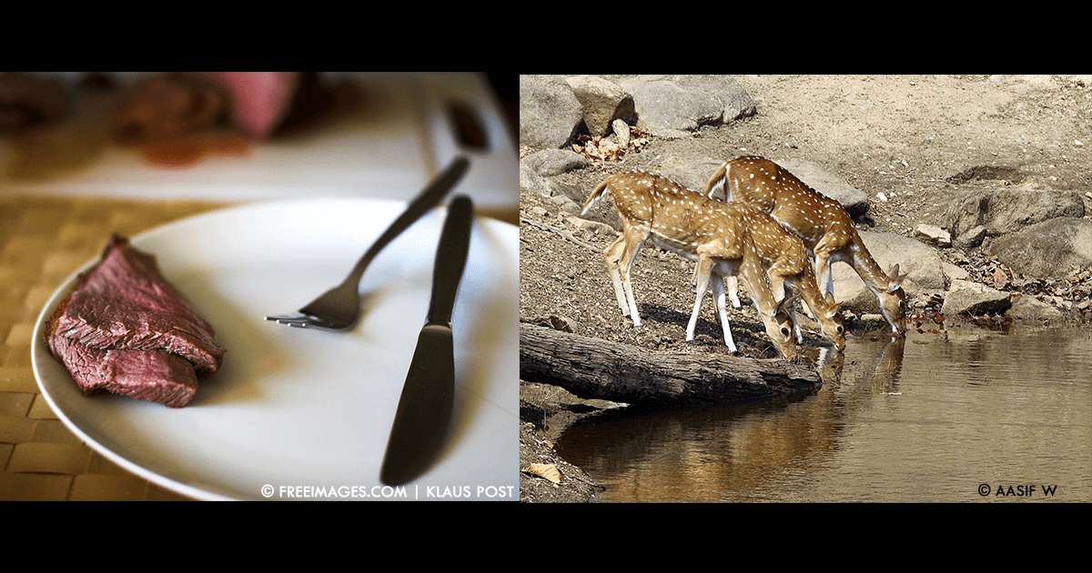 How Meat Consumption Is Causing Mass Wildlife Extinction