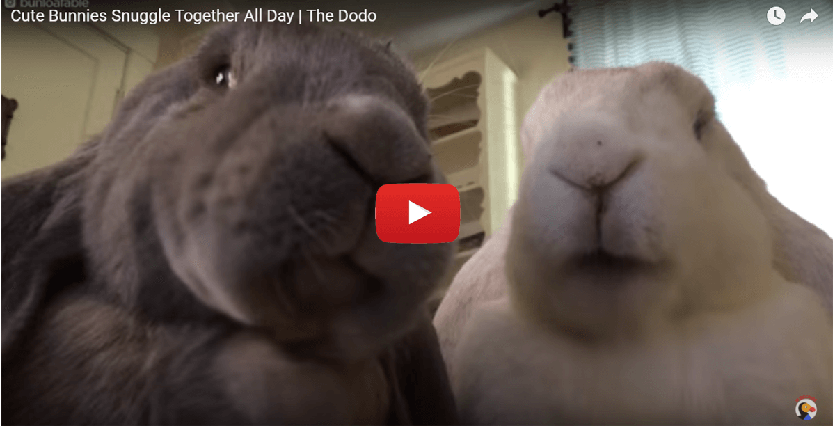 12 Ridiculously Cute Rabbit Videos to Brighten Your Day