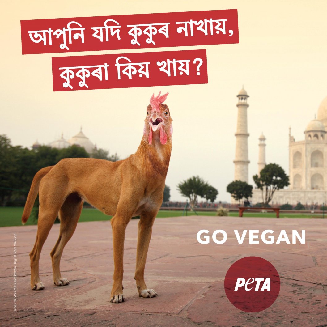 PETA India Launches Billboard Campaign Asking "If You Wouldn't Eat a ...