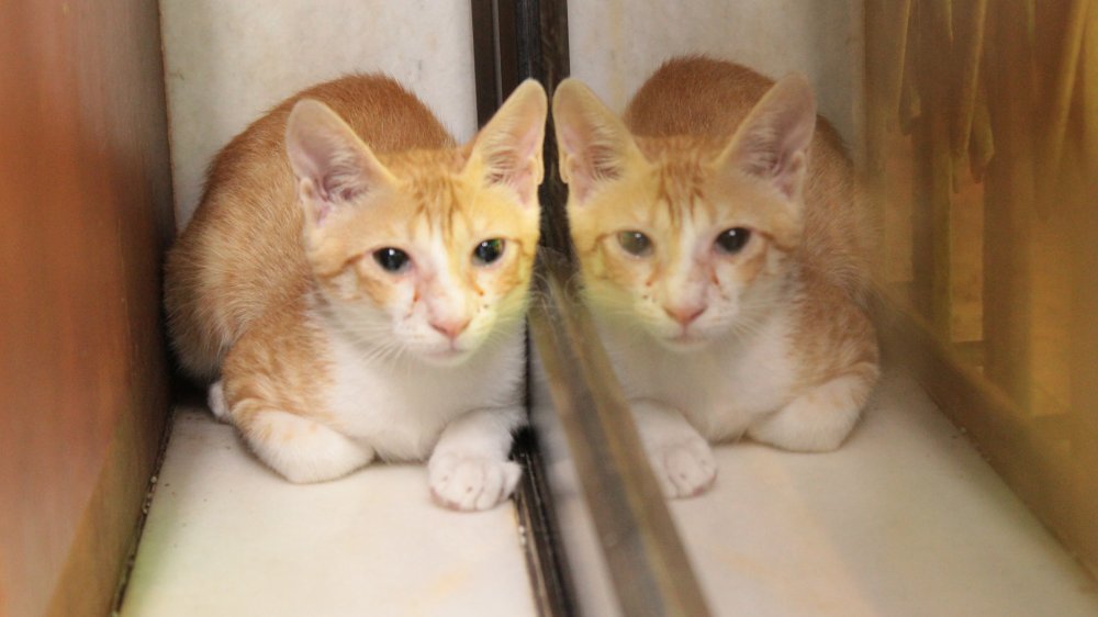 Four Adorable Kittens Are Looking for Loving Homes!