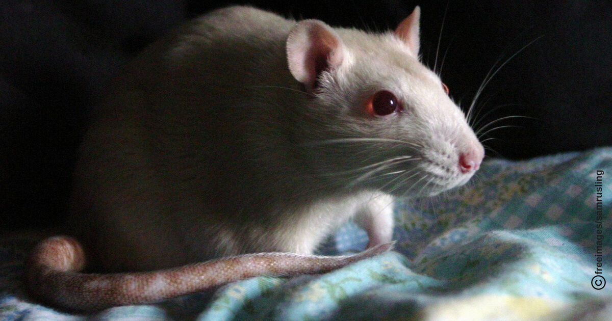 Victory: Rabbits, Guinea Pigs, Other Animals to be Spared Cruel Tests