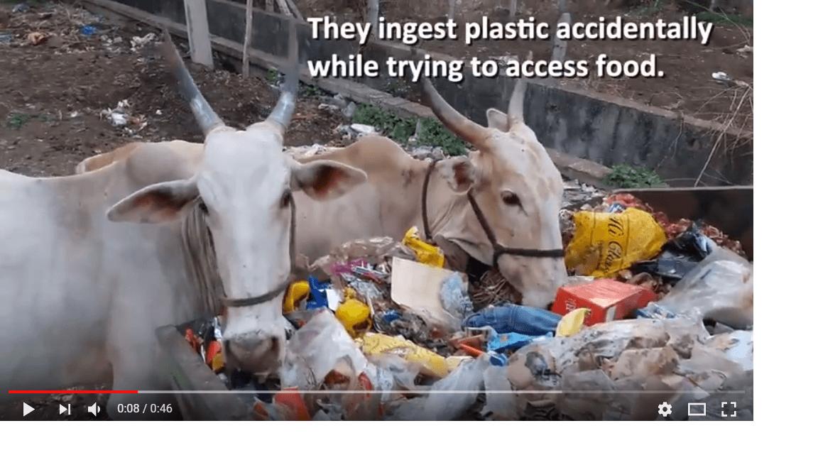 Go Plastic-Free for Animals This World Environment Day - Blog - PETA India