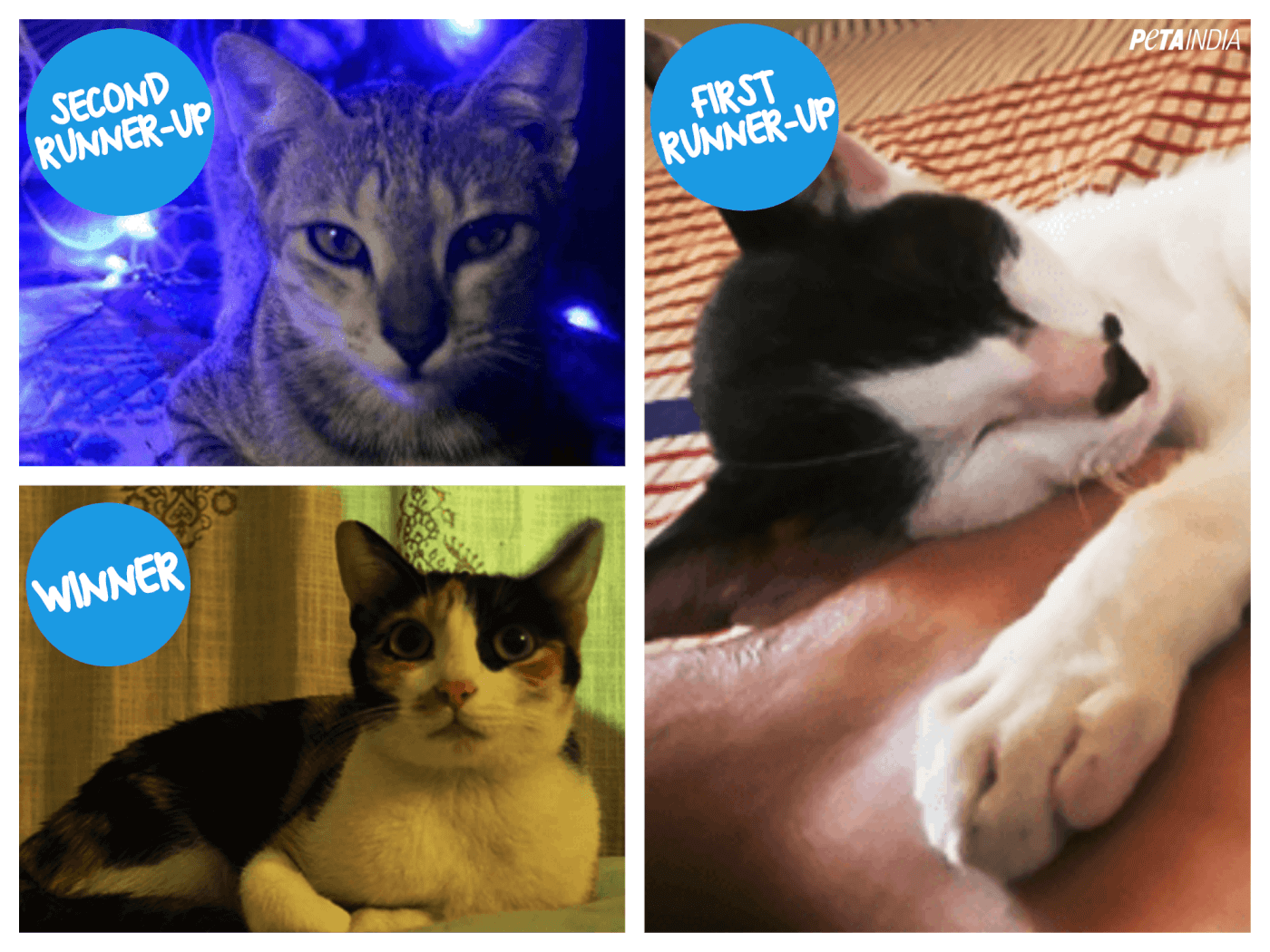 Meet PETA's 2018 Cutest Rescued Cat Alive Winners