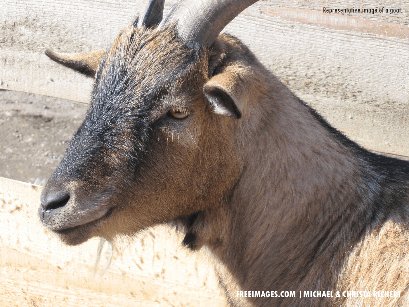 UPDATE: Arrests Made in Haryana's Goat Gang-Rape Case - Blog - PETA India