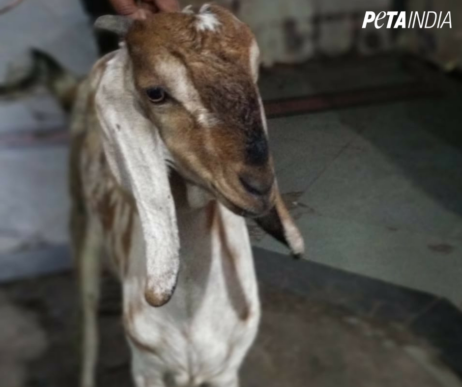Goat Seized by Central Railway Rescued By PETA India - Blog - PETA India