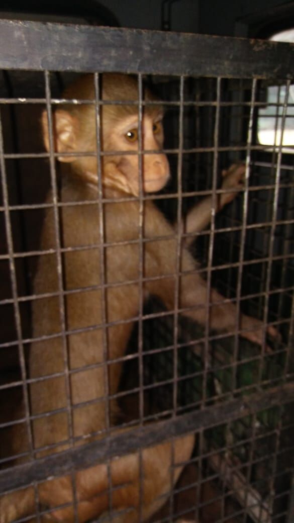 Monkeys Used for Begging RESCUED! - Blog - PETA India