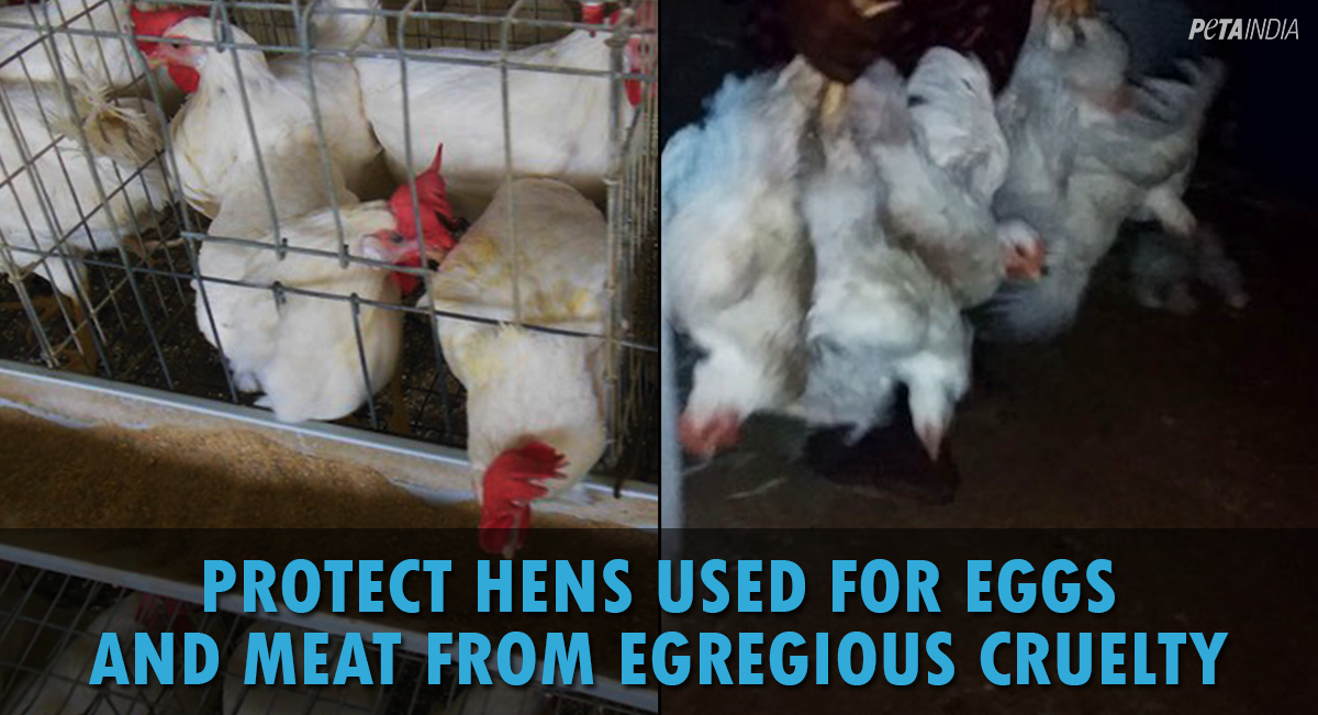 Broiler Chickens Cruelty