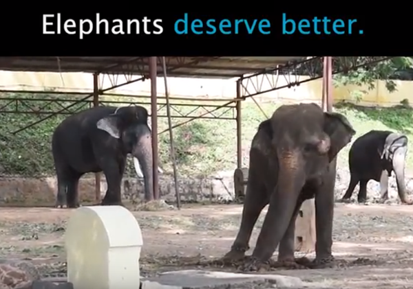 Elephant Swaying in Distress Shows Exploitation Must End