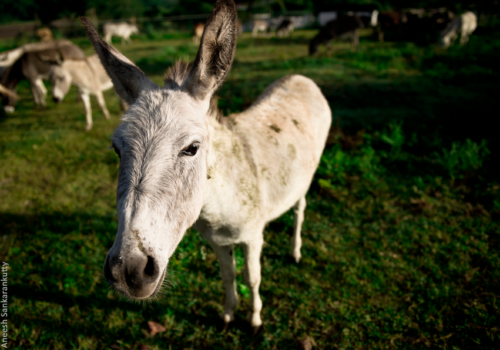 About PETA page 1 - PETA India