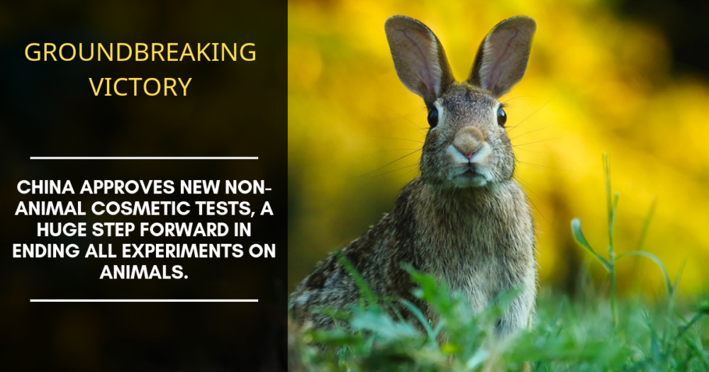 China Approves New Non-Animal Cosmetics Tests After PETA US Push - Blog ...