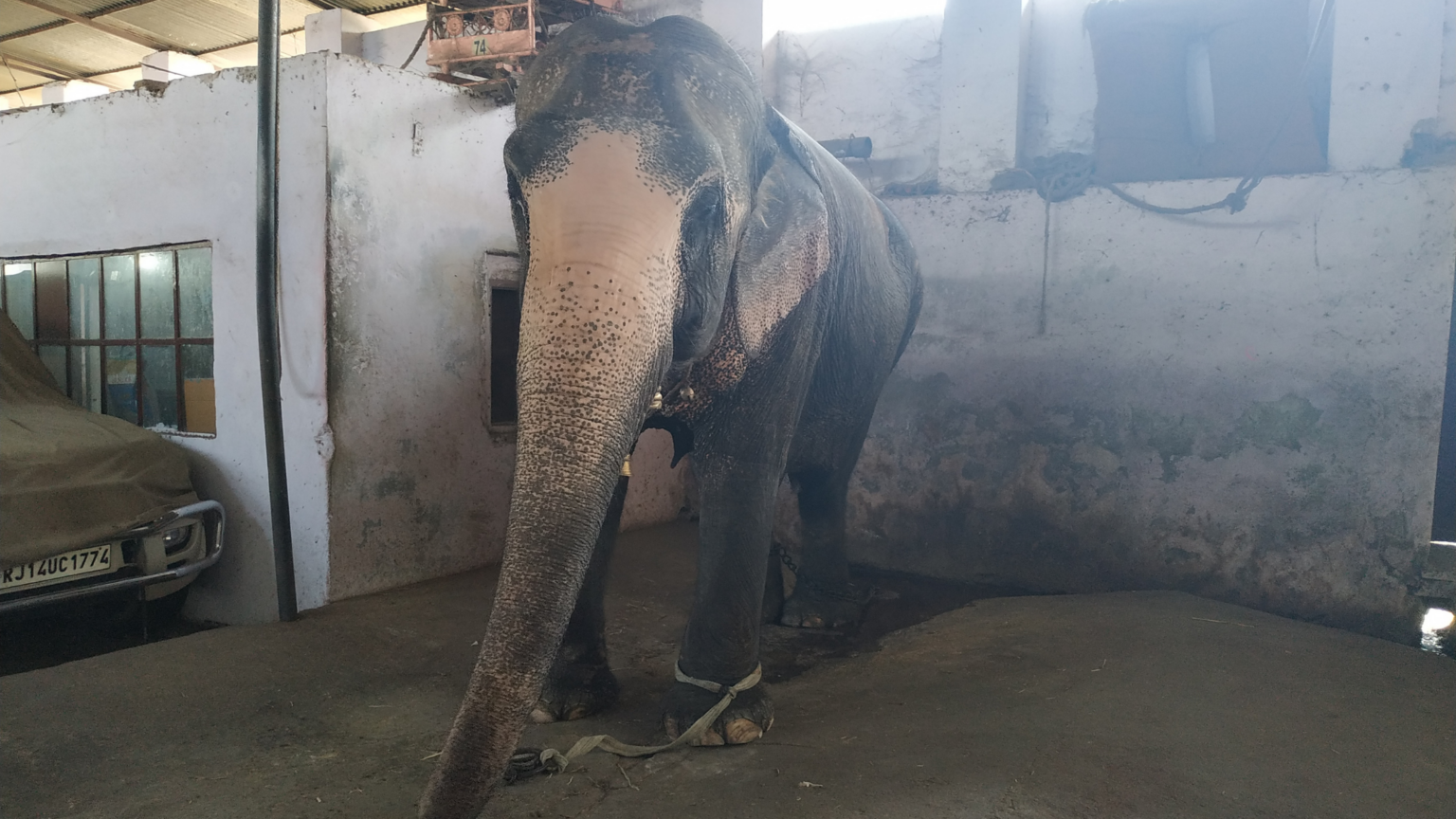 Elephant Shackled in a Garage After Rescue by Rajasthan Forest Minister ...