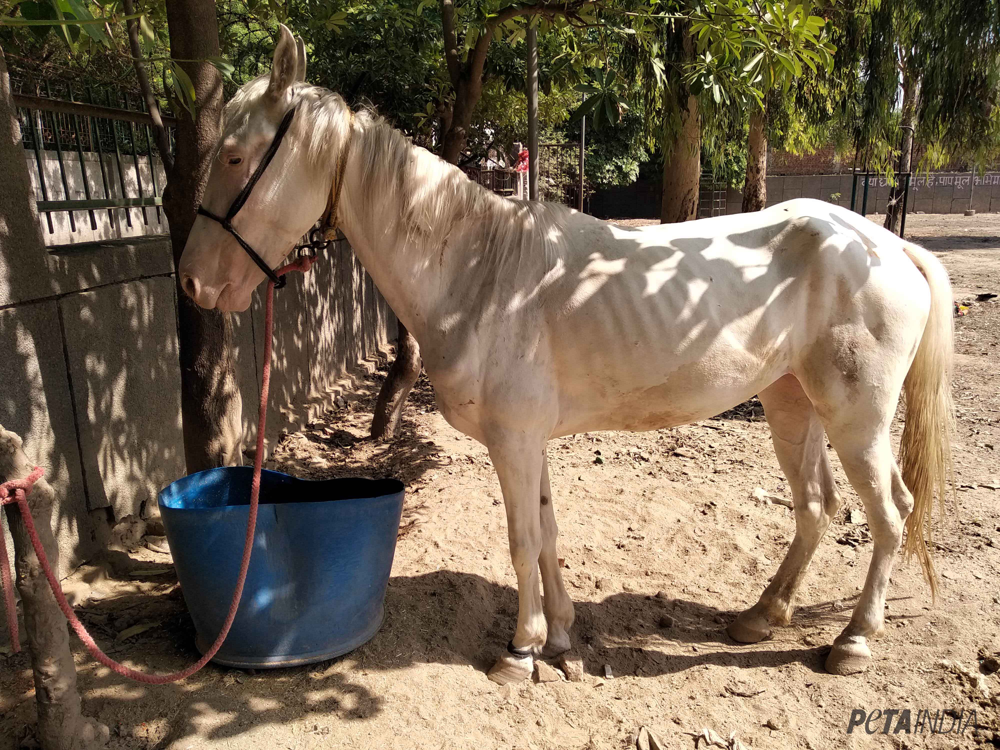 PETA India Speaks Out Following Deadly Disease Outbreak in Horses Used ...