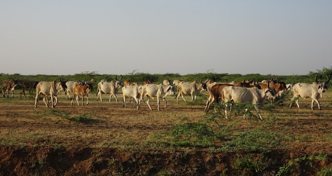 How Animal Agriculture Contributes to Water Shortages, Climate Change ...
