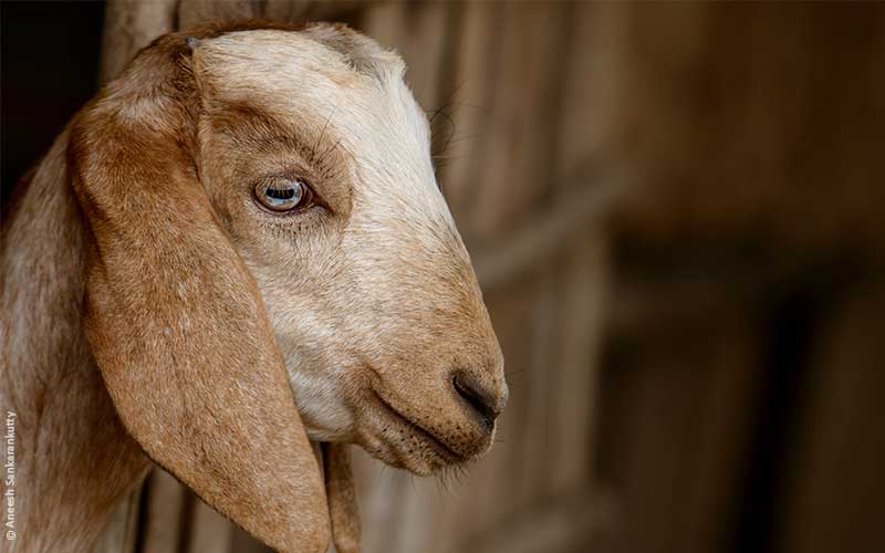 Kolhapur: FIR Registered for Goat Sacrifice Following PETA India ...
