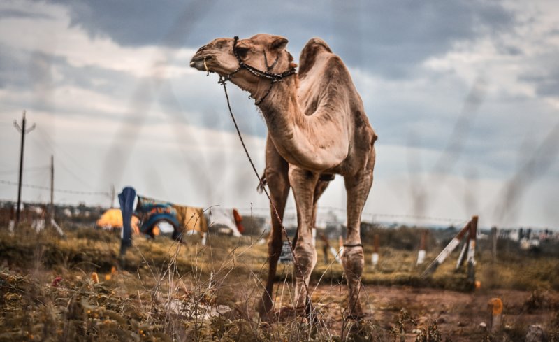 PETA India and Local Activists Rescue Seven Camels from Sacrifice ...