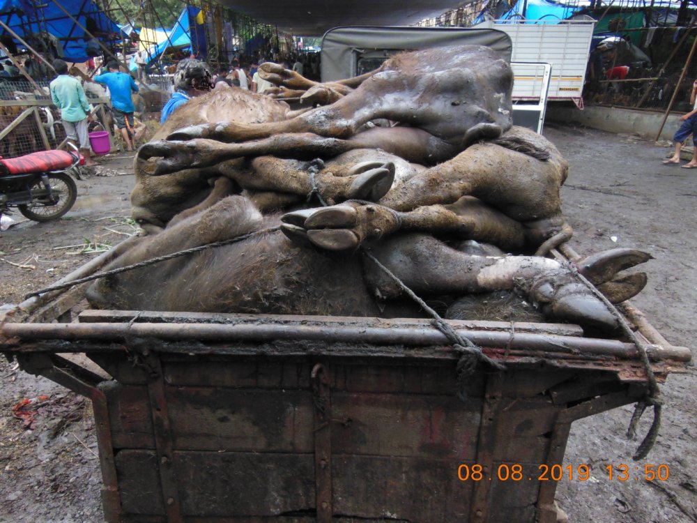 PETA India Finds Appalling Cruelty at Mumbai's Deonar Slaughterhouse ...