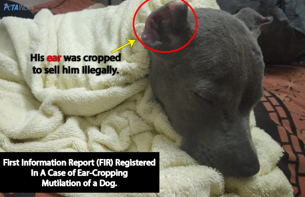 First-Ever FIR Registered in a Case of Ear-Cropping Mutilation of a Dog ...