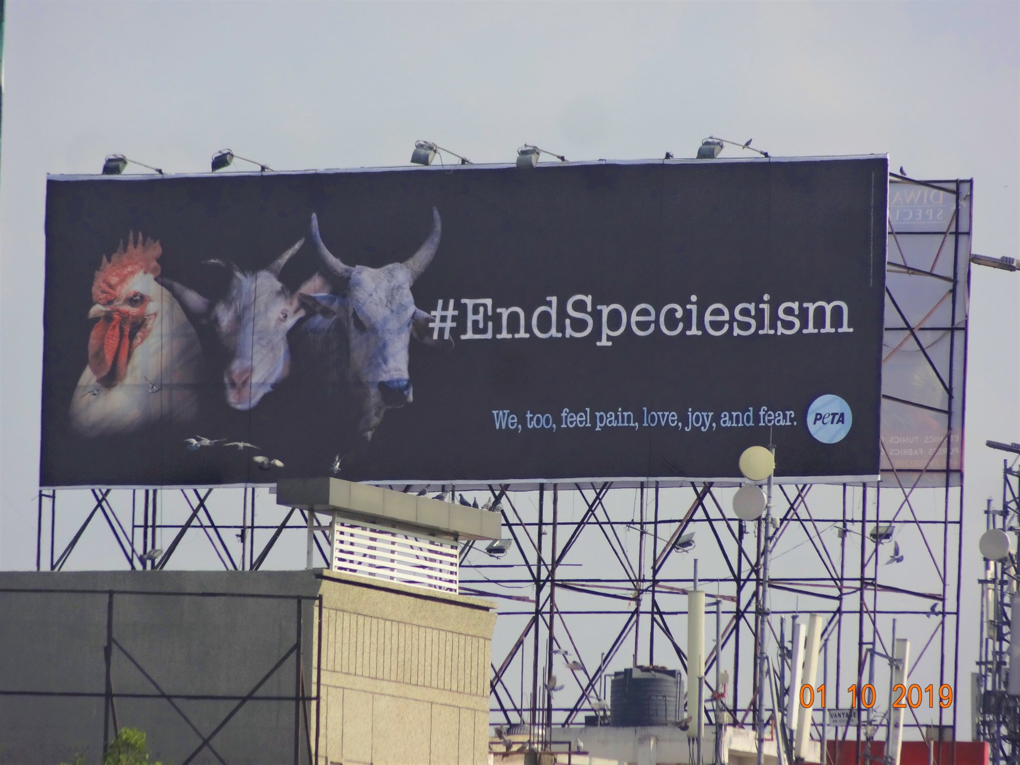 PETA India Billboards Urge Cities to End Speciesism - Blog - PETA India