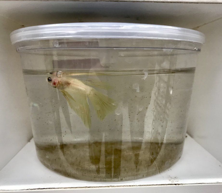 PETA Asia Reveals Horrors in the Global Betta Fish Trade - Living ...