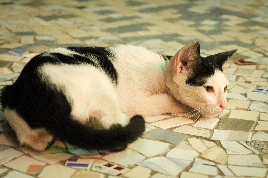 Muzamil Ibrahim's Mother Teams Up With PETA India to Rescue Kitten Now ...