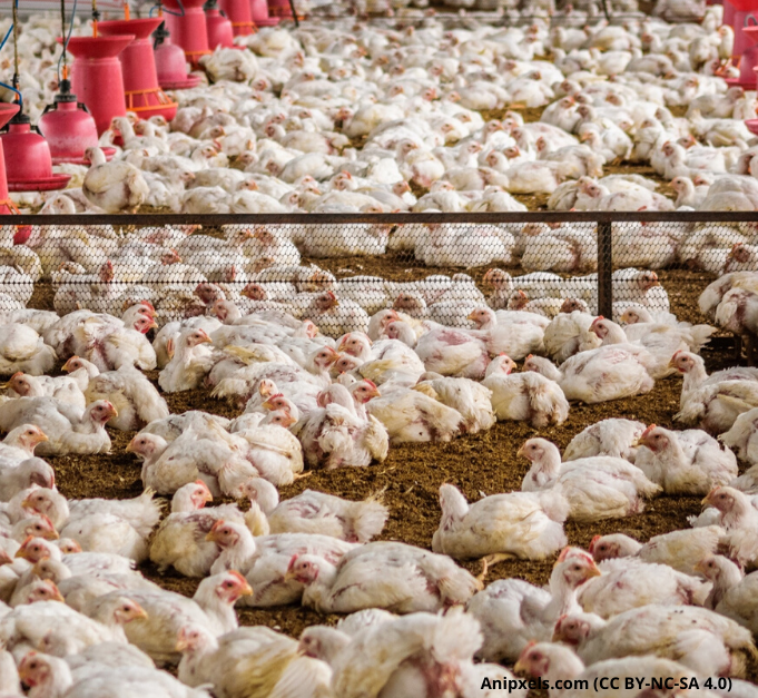 Scam Poultry Ad Pulled After PETA India Complaint - Blog - PETA India