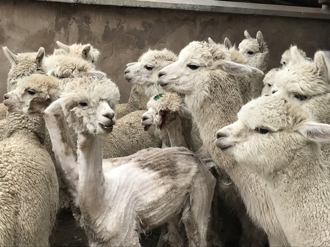 Video: Crying, Vomiting Alpacas Tied and Cut Up for Wool – Help Them ...