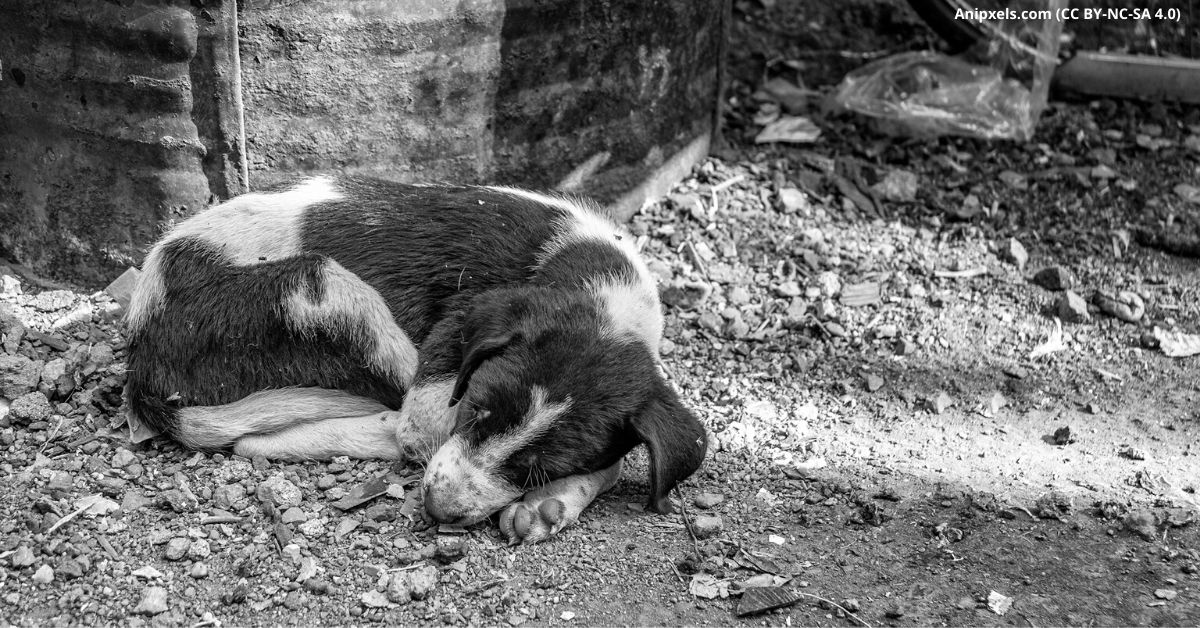 Following PETA India's Complaint, Gandhidham Police Register FIR for ...