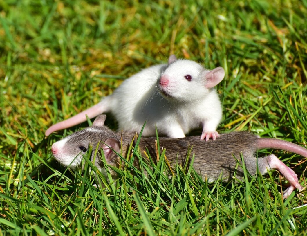 GREAT NEWS for Small Animals: Al Azhar College of Pharmacy Supports Ban ...