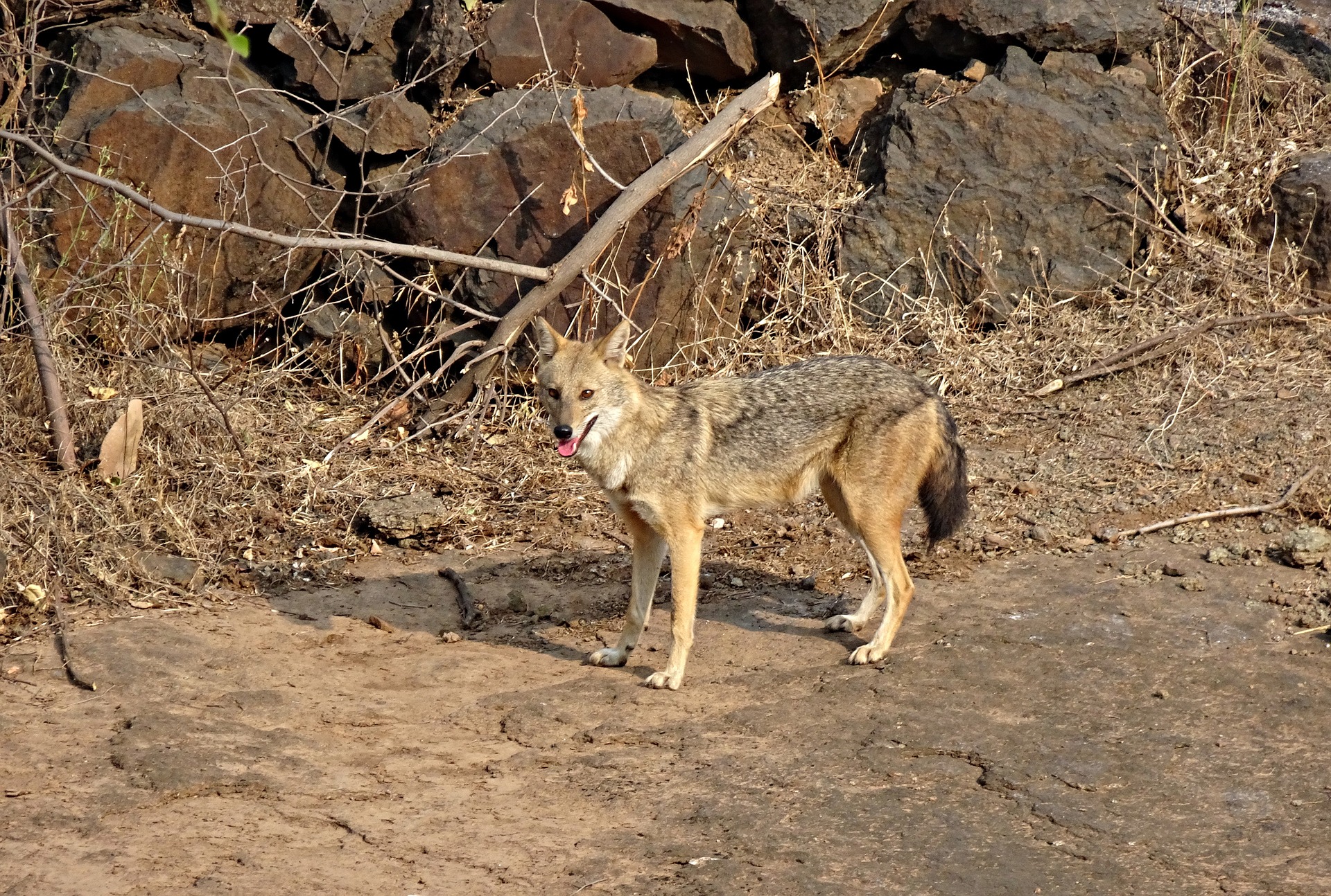 PETA India, UP Police, and Locals Rescue Jackal From Well - Blog - PETA ...