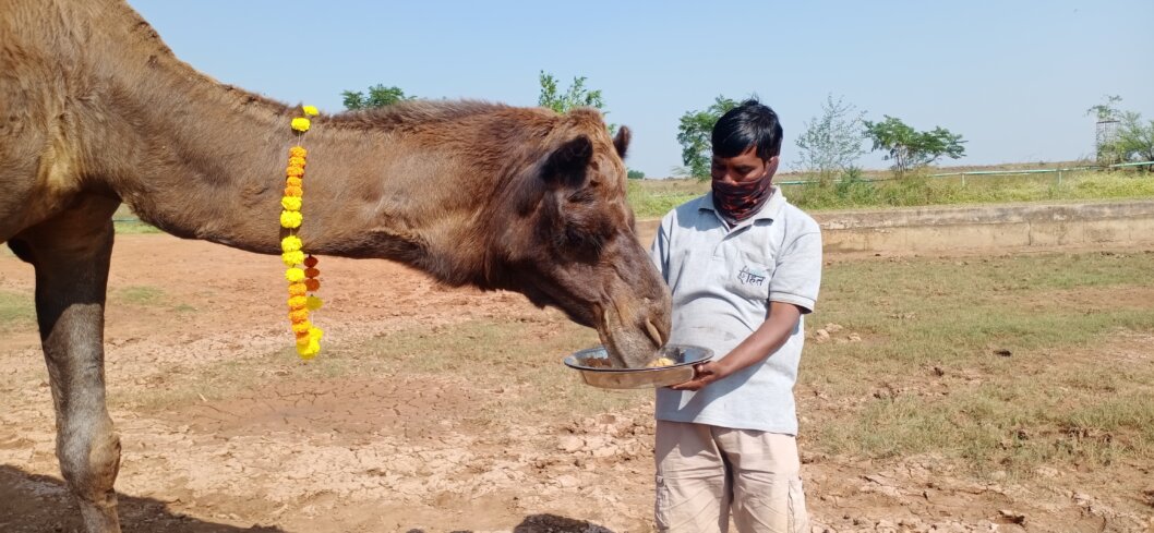 This Diwali, Rescued Animals Have Reason to Celebrate - Blog - PETA India