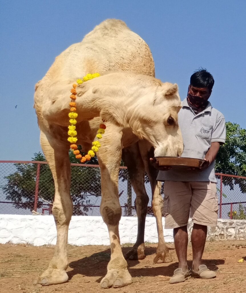 This Diwali, Rescued Animals Have Reason to Celebrate - Blog - PETA India