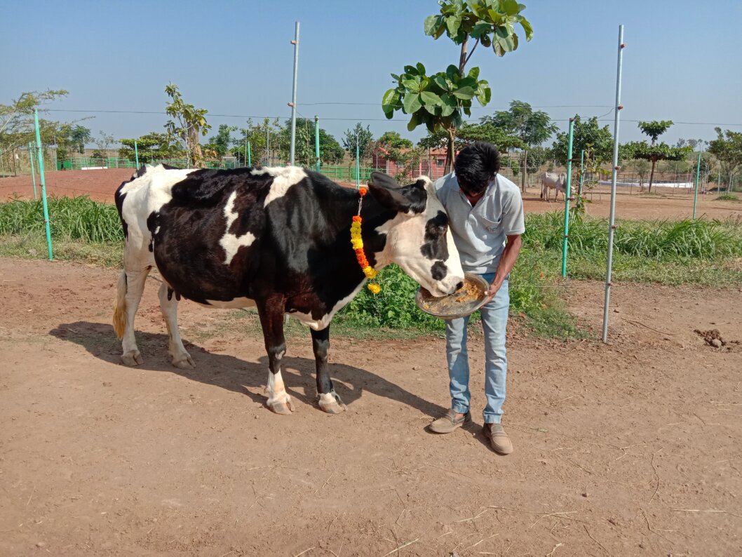 This Diwali, Rescued Animals Have Reason to Celebrate - Blog - PETA India