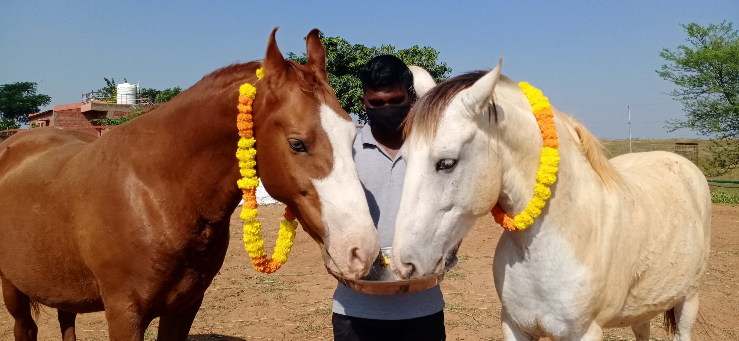 This Diwali, Rescued Animals Have Reason to Celebrate - Blog - PETA India