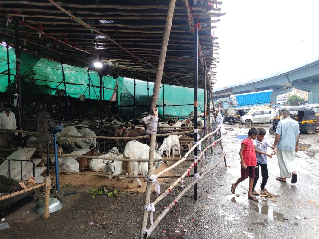 Illegal Goat Markets Mushroom All Over Mumbai Prior to Eid al-Adha ...
