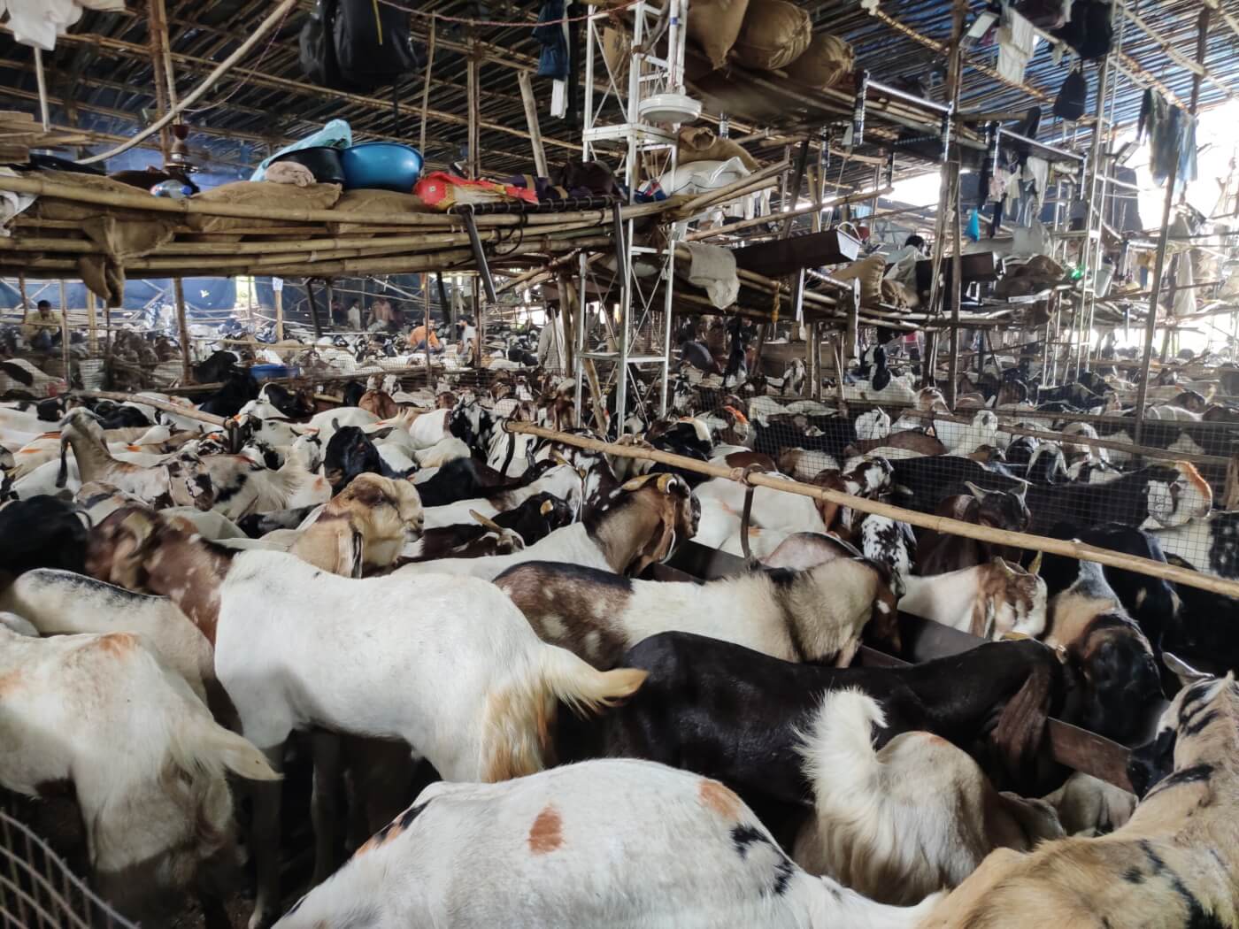 Illegal Goat Markets Mushroom All Over Mumbai Prior to Eid al-Adha ...