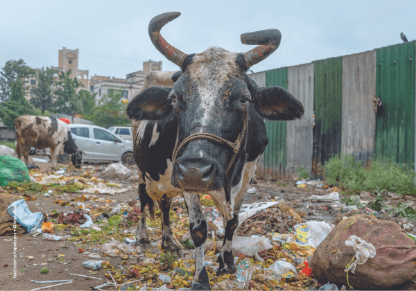 Save Animals and the Environment! Join PETA India on ‘World Clean-Up ...