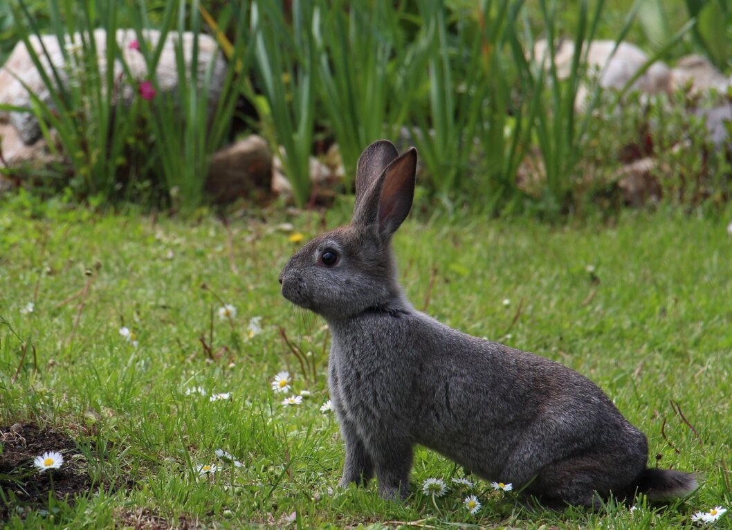 40 Bunny Facts to Make You Go ‘Squee!’ - Blog - PETA India