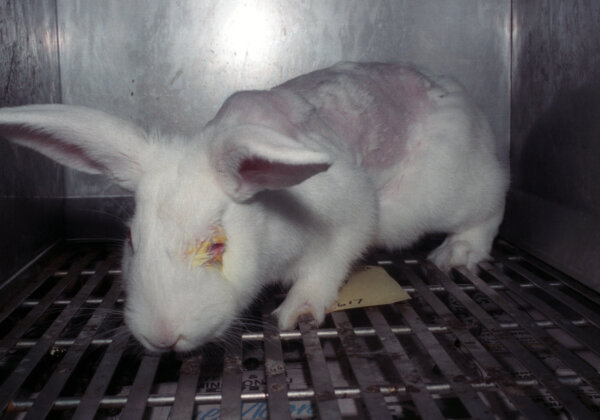 Animals Used for Experimentation - The Issues - PETA India