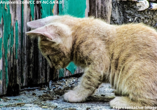 Mumbai Police Register FIR for Savage Killing of a Cat; PETA India ...