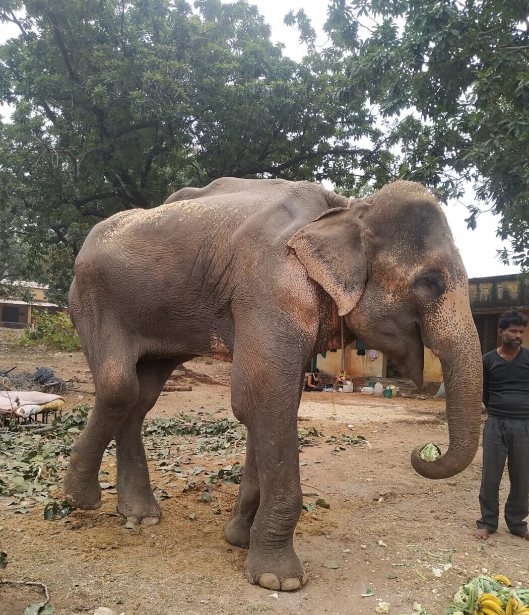 Skinniest Elephant in India in Urgent Need of Rescue - Blog - PETA India