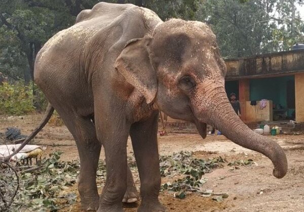Skinniest Elephant in India in Urgent Need of Rescue - Blog - PETA India