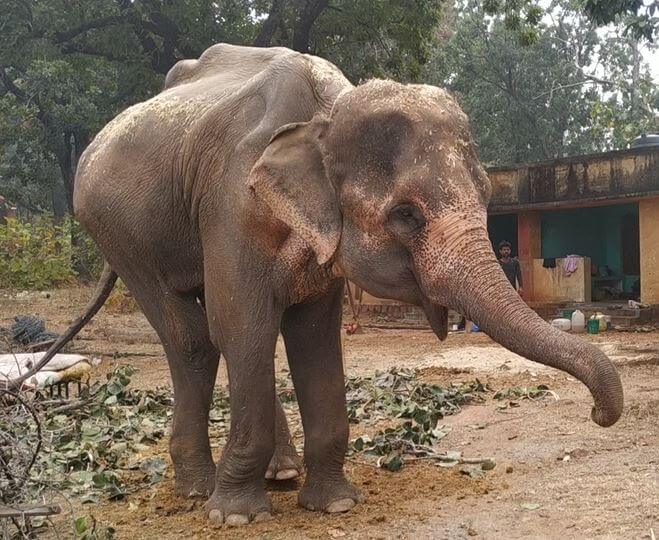 Skinniest Elephant in India in Urgent Need of Rescue - Blog - PETA India