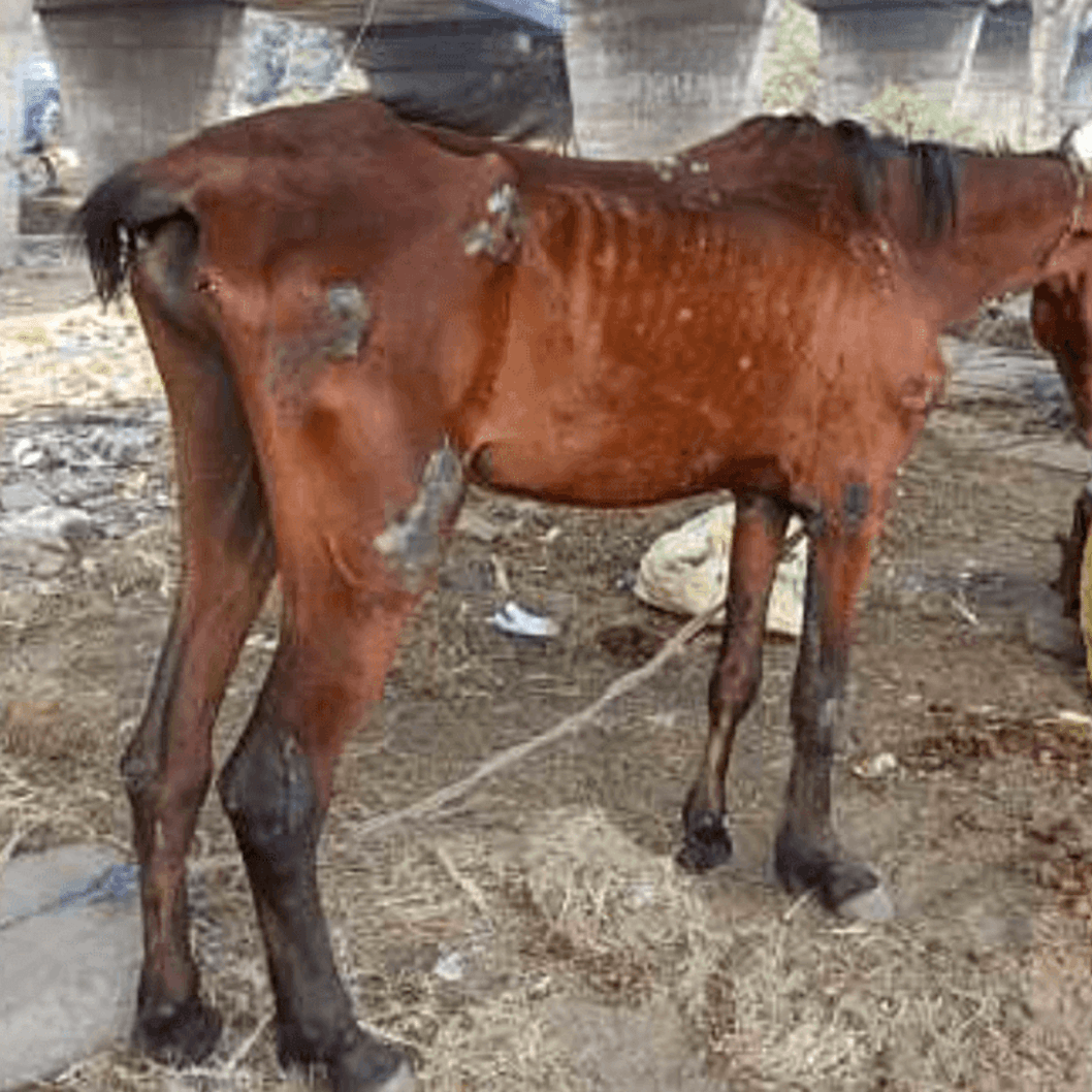 Animal Welfare Board Asks Kolkata Authorities to Conduct an Urgent ...