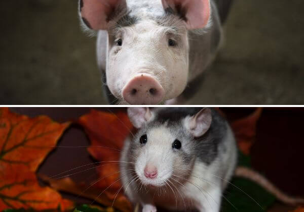 Meghalaya Government Orders Major Animal Welfare Reforms Following PETA ...