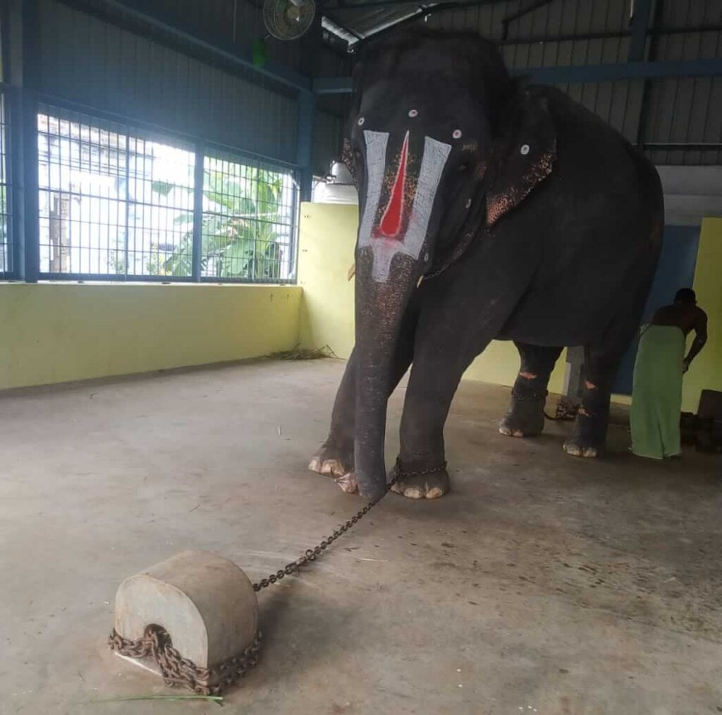 PETA India Renews Calls for Seizure of Abused Elephant Jeymalyatha ...