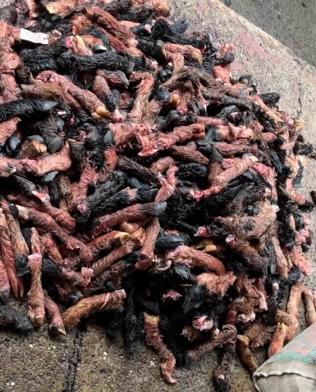 Breaking News: Mumbai Deonar Slaughterhouse Investigation by PETA India ...