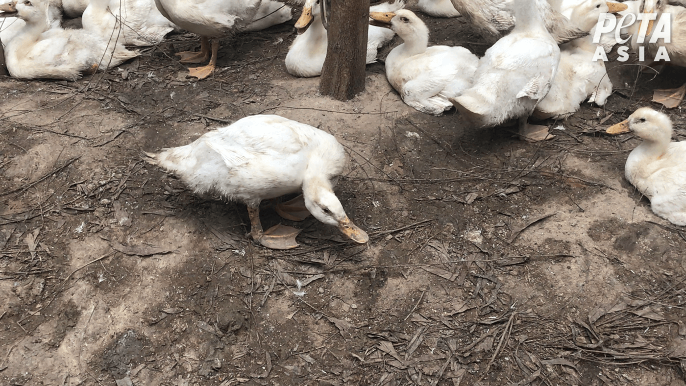 PETA Asia Exposes Shocking Abuse of Ducks for ‘Responsible’ Down ...