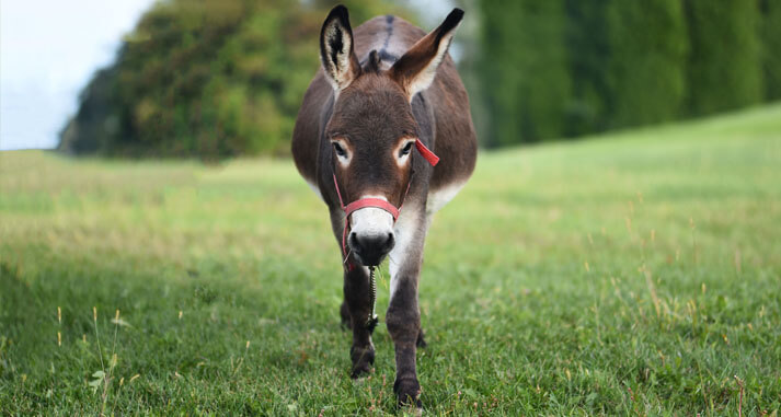 In a First, 36 Donkeys Rescued and Over 500 Kilos of Donkey Meat Seized ...