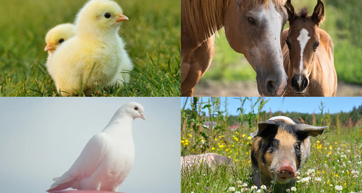 PETA India Celebrates International Animal Rights Day With Big Wins ...